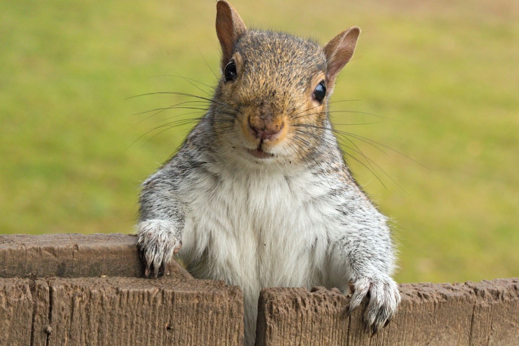 We Asked 5 Squirrels At Stanford “Why Do You Want To Go Into Tech ...