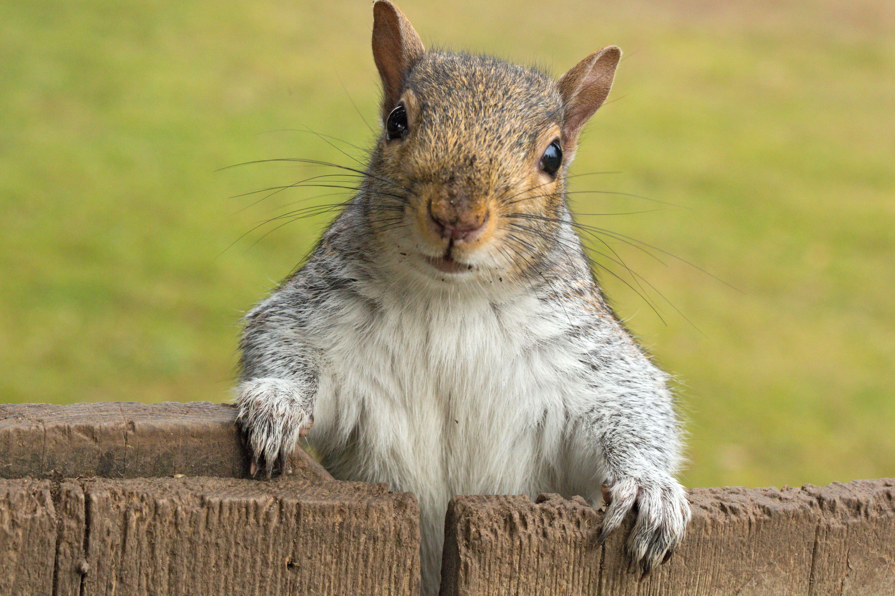 We Asked 5 Squirrels At Stanford “Why Do You Want To Go Into Tech ...
