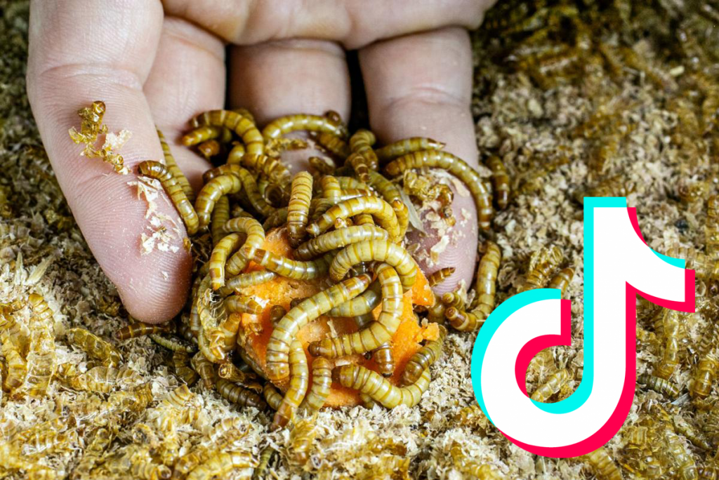 Nasty nasty worms are crawling out of teens’ eyeballs, but is it safe ...